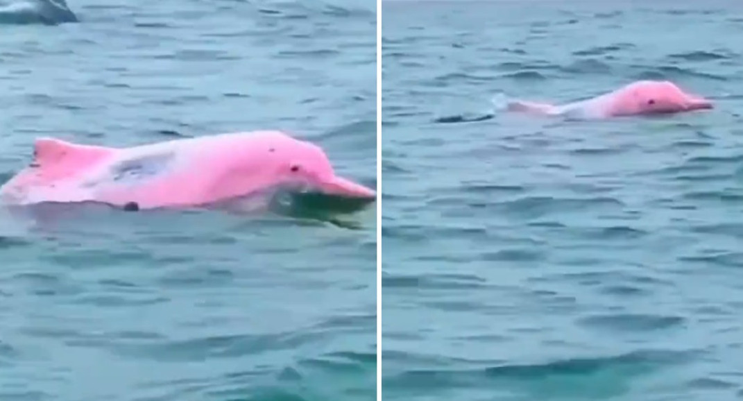 Histórico: un pescador se encontró con un delfín rosa en las aguas del ...